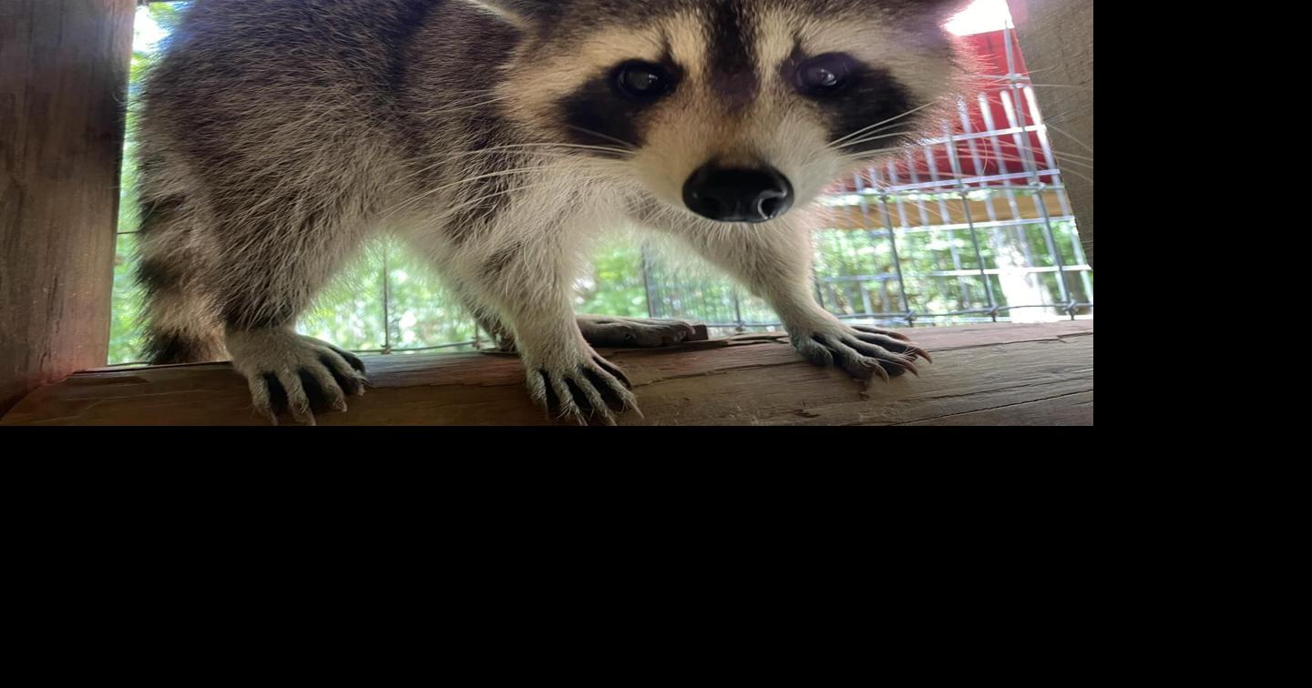 DHEC issues raccoon alert