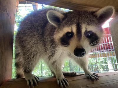 DHEC issues raccoon alert