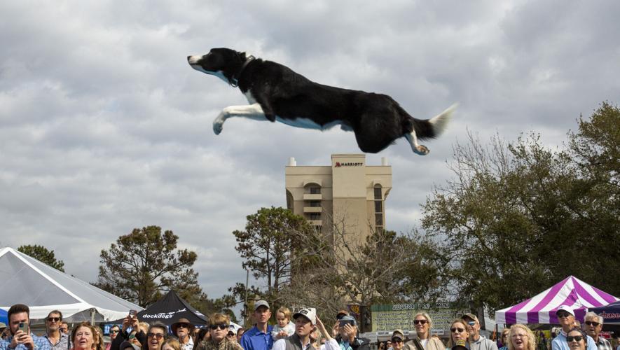 DockDogs is a fan favorite SEWE event