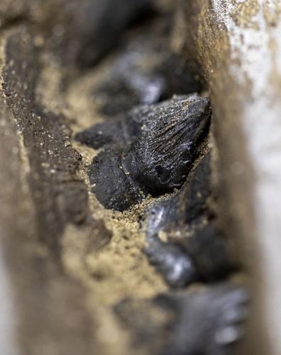 The lowcountry is full of fossils, the latest find a dolphin