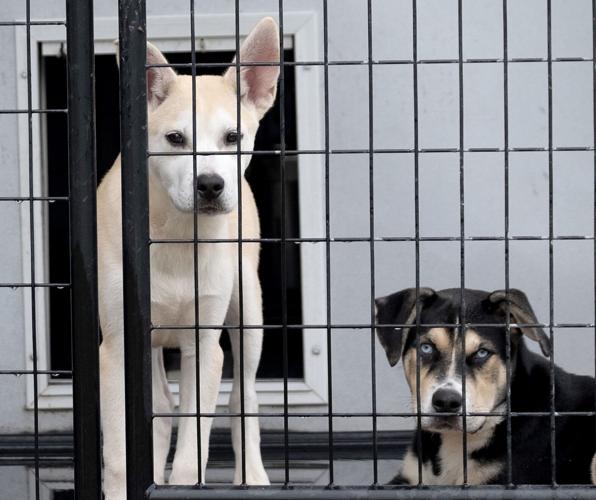SC's Saint Frances Animal Center euthanizing more dogs