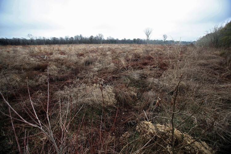 Wee Tee State Forest