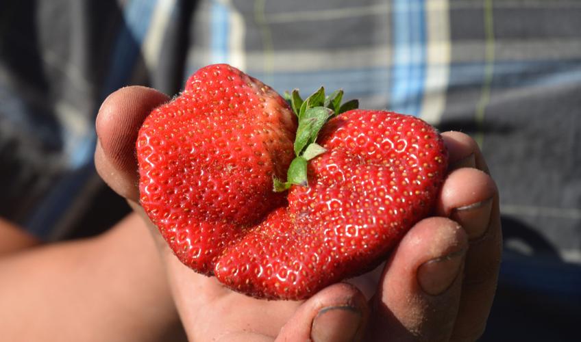 Mead Hall's strawberry festival on tap