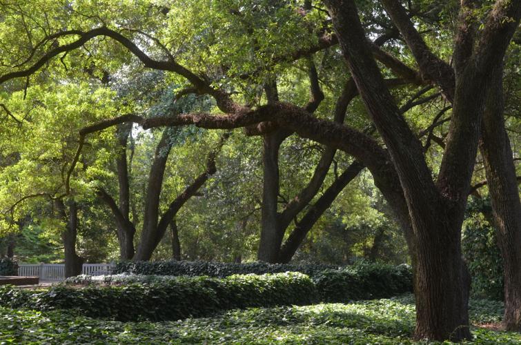 City of Aiken again recognized as a Tree City USA