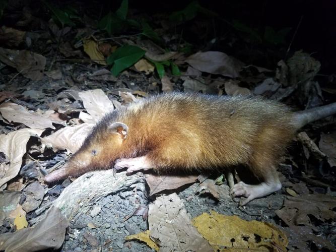 ECOVIEWS: Solenodons are venomous mammals