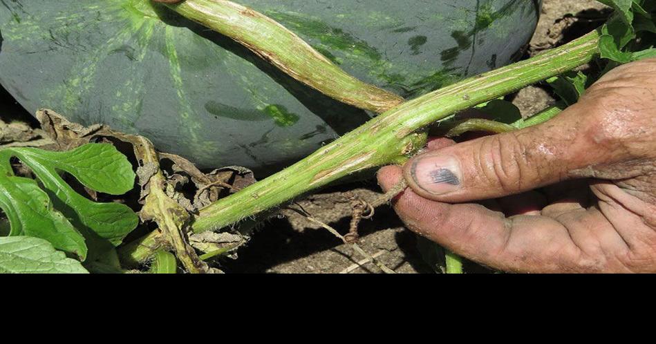 Recent cold weather threatens watermelons Wet, cool spring may delay ...