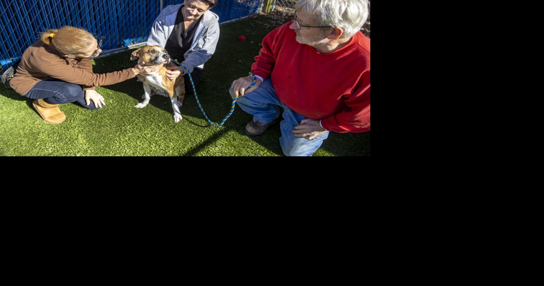 Dorchester Paws seeks fosters for its dogs amid holiday overcrowding