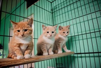 Pickens Co. Humane Society may close due to low donations