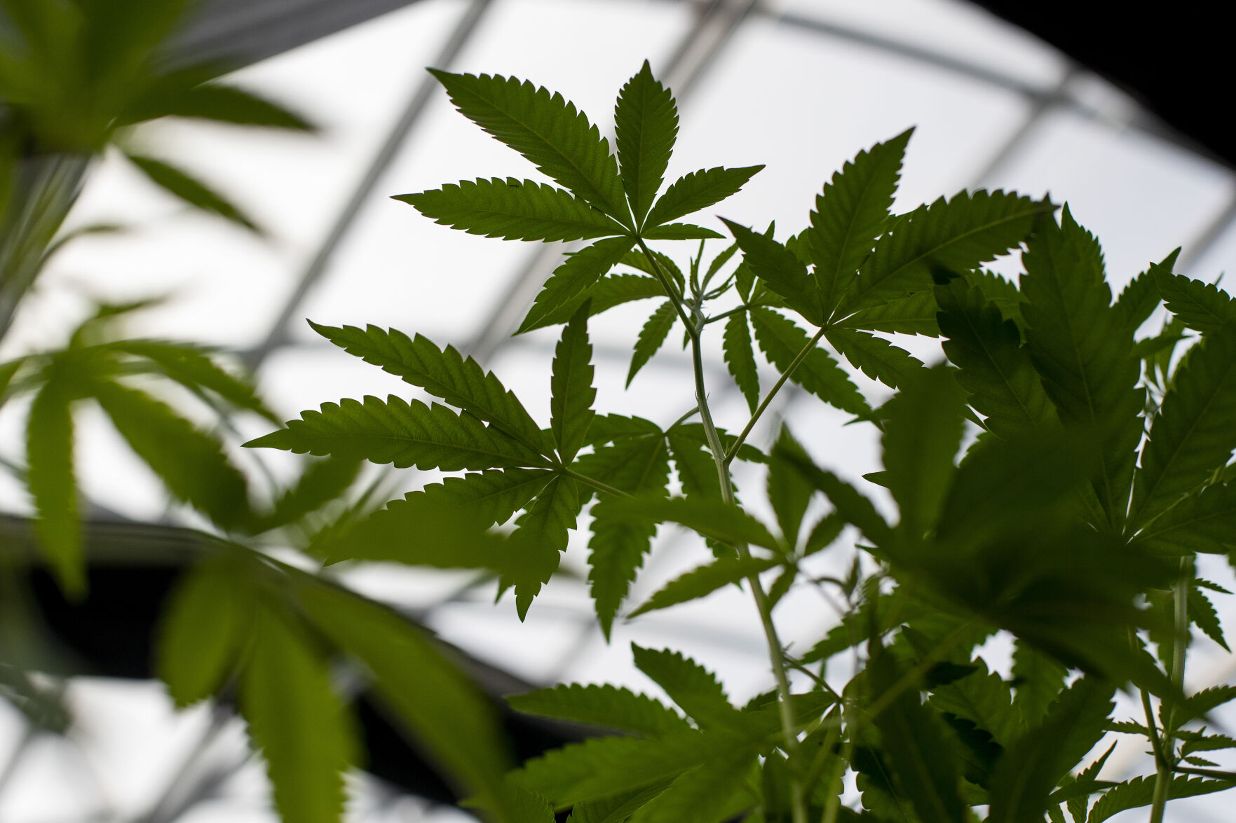 SC could restrict hemp for under 21, even with federal ban