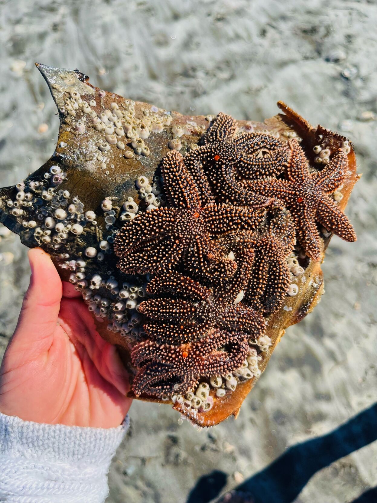 Loads of sea stars, jellies and other small marine species wash ashore ...