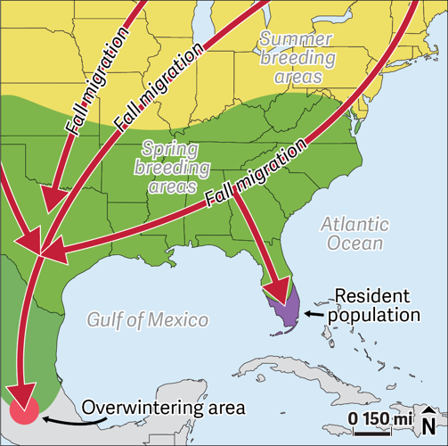 Butterflies trek through South Carolina for fall migration