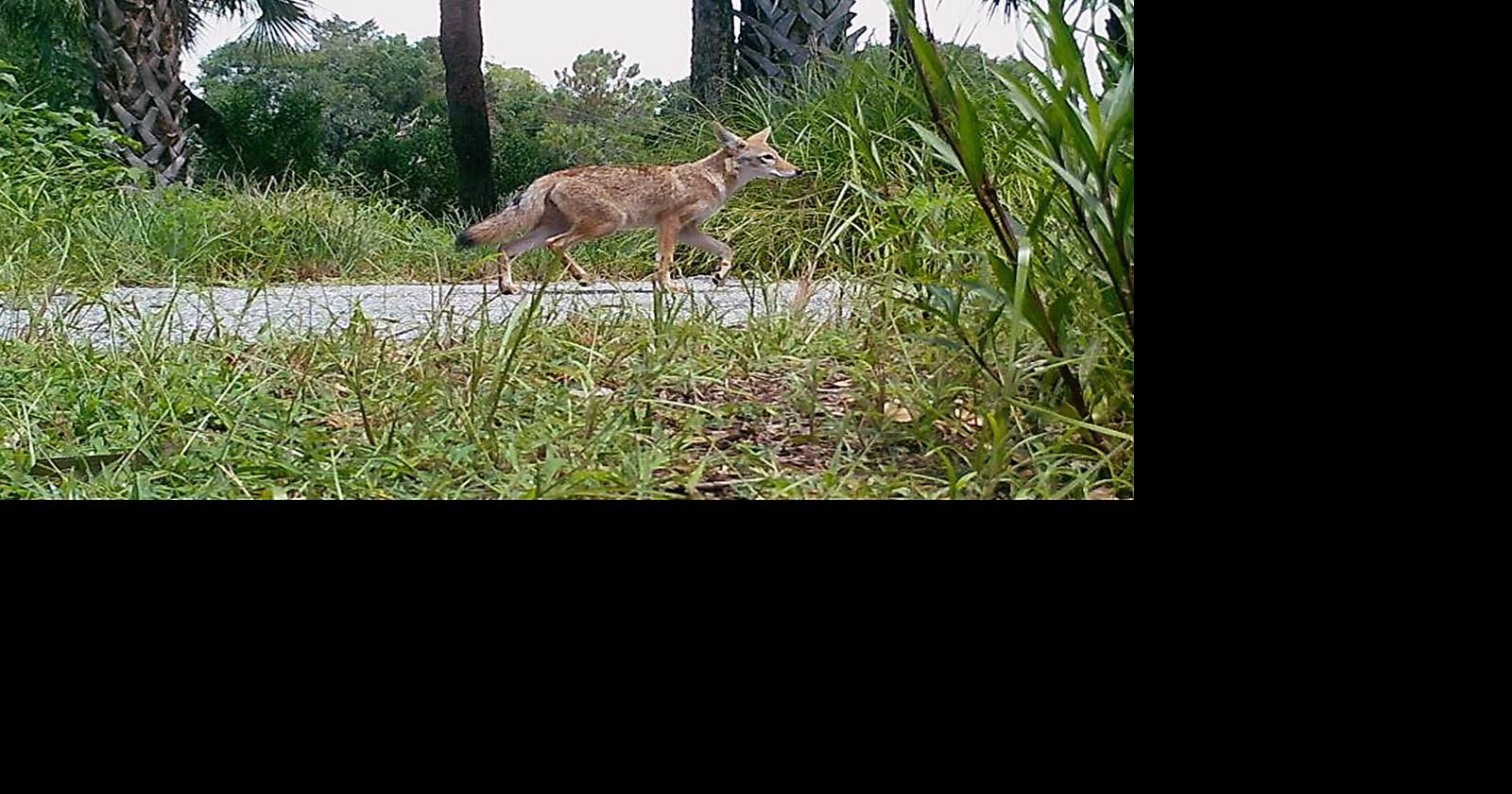 Can Isle of Palms outsmart its wily coyotes?