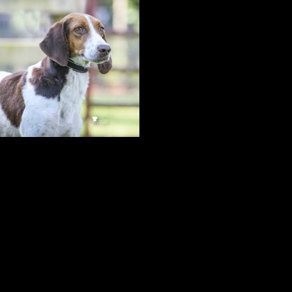 Dog of the Week
