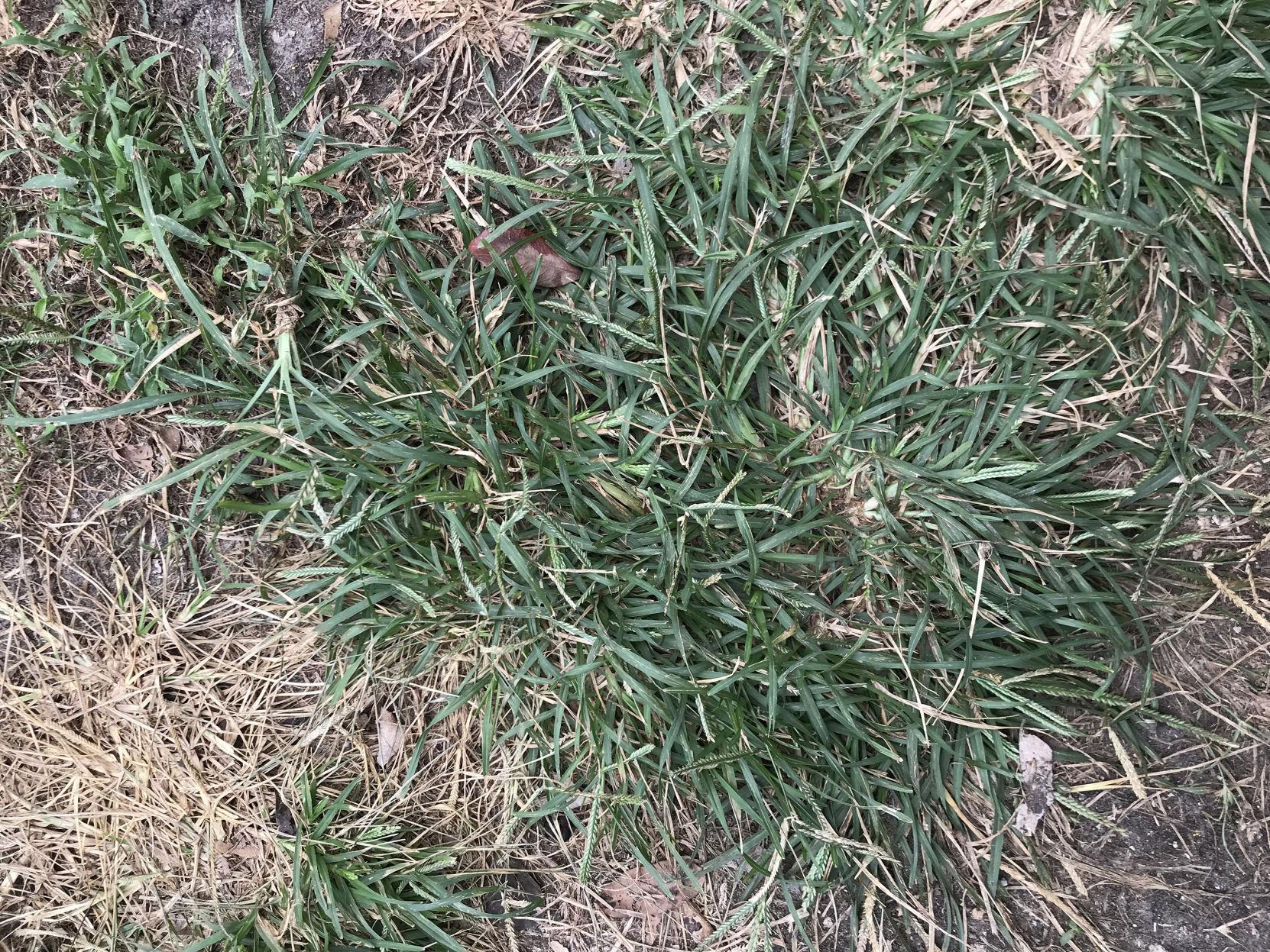 Gardening: Weeds are indicators of soil health | Features ...