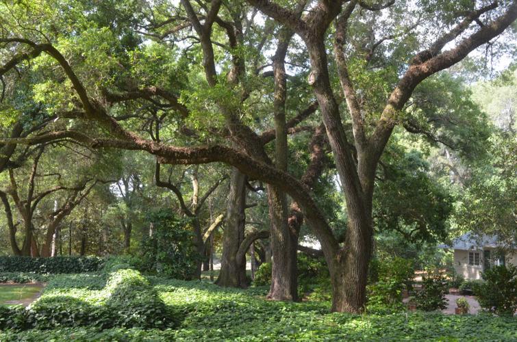 City of Aiken again recognized as a Tree City USA