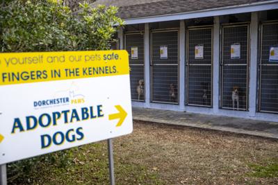 Dorchester Paws takes in over 300 animals, remains overcrowded