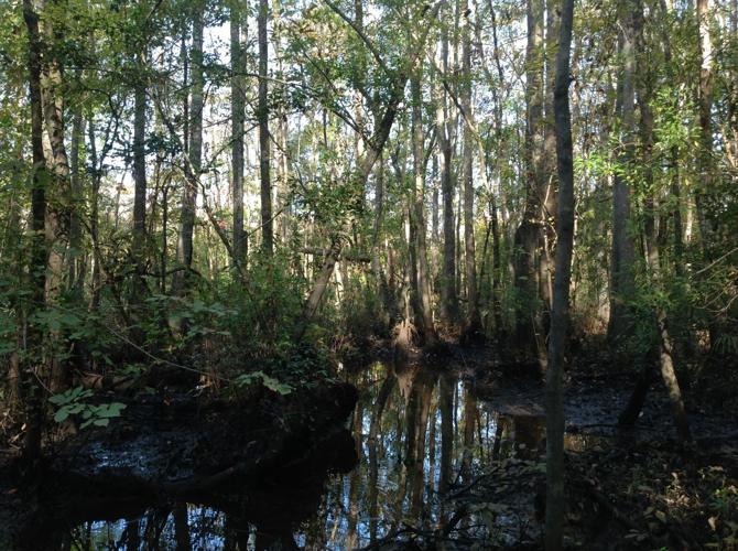 Wetlands need to stem flooding now conserved along SC coast's Black ...