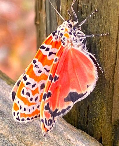 ECOVIEWS: Bella moths are full of surprises | Features | postandcourier.com