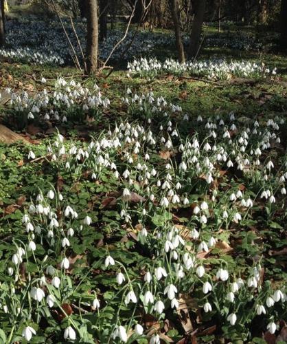 john gray snowdrops