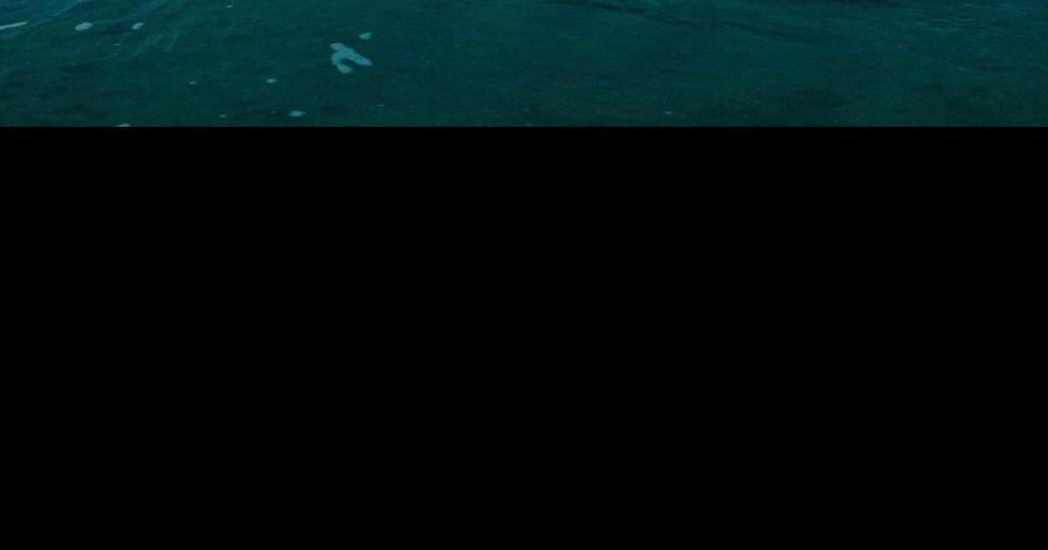 Angler hauls in 10-foot shark on Isle of Palms hy hy yhhhh | Archives ...