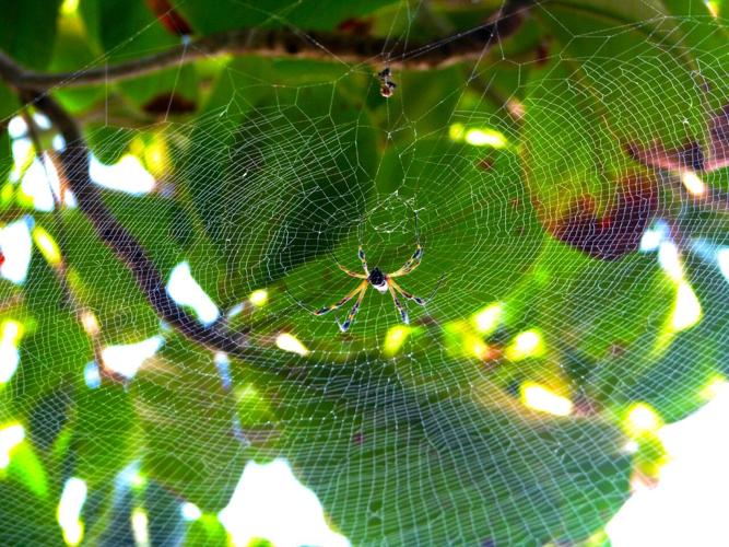 Reader photos: Spiderwebs | Features | postandcourier.com