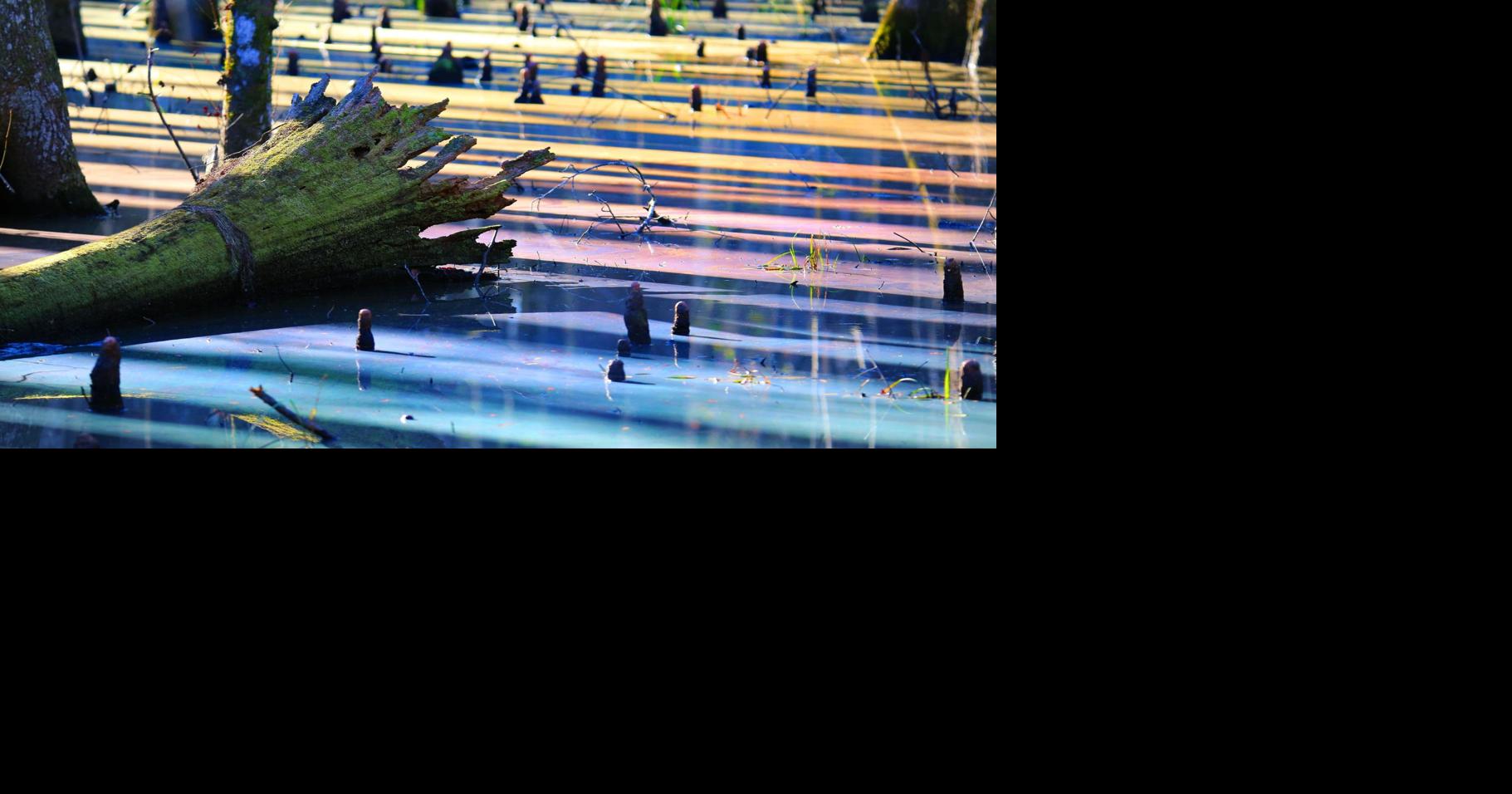 Magic of a rainbow swamp