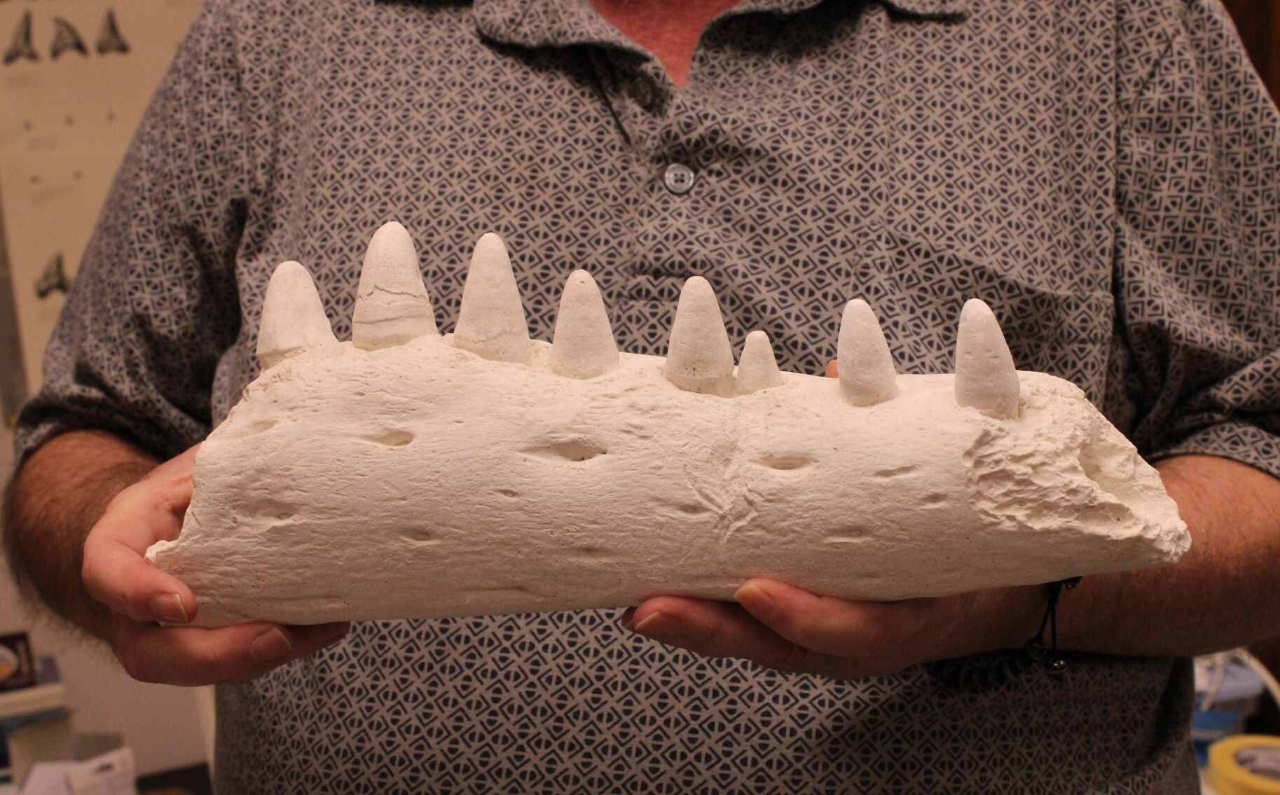 Dinosaurs and ancient sharks? Fossil expert digs into Myrtle Beach area ...