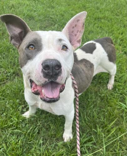 Need service hours Volunteer at Aiken County Animal Shelter | Aiken ...