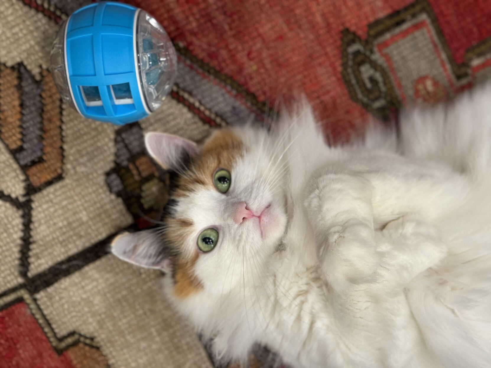 Suspected cat thief arrested in Charleston for littering