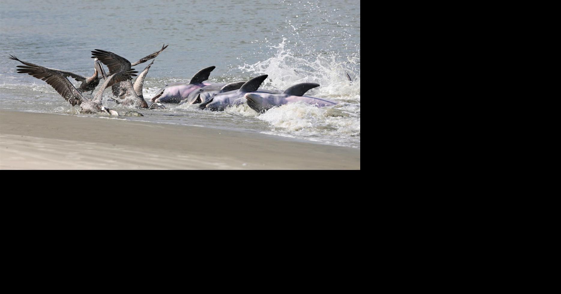 Learn more about dolphin behavior with the Lowcountry Marine Mammal Network