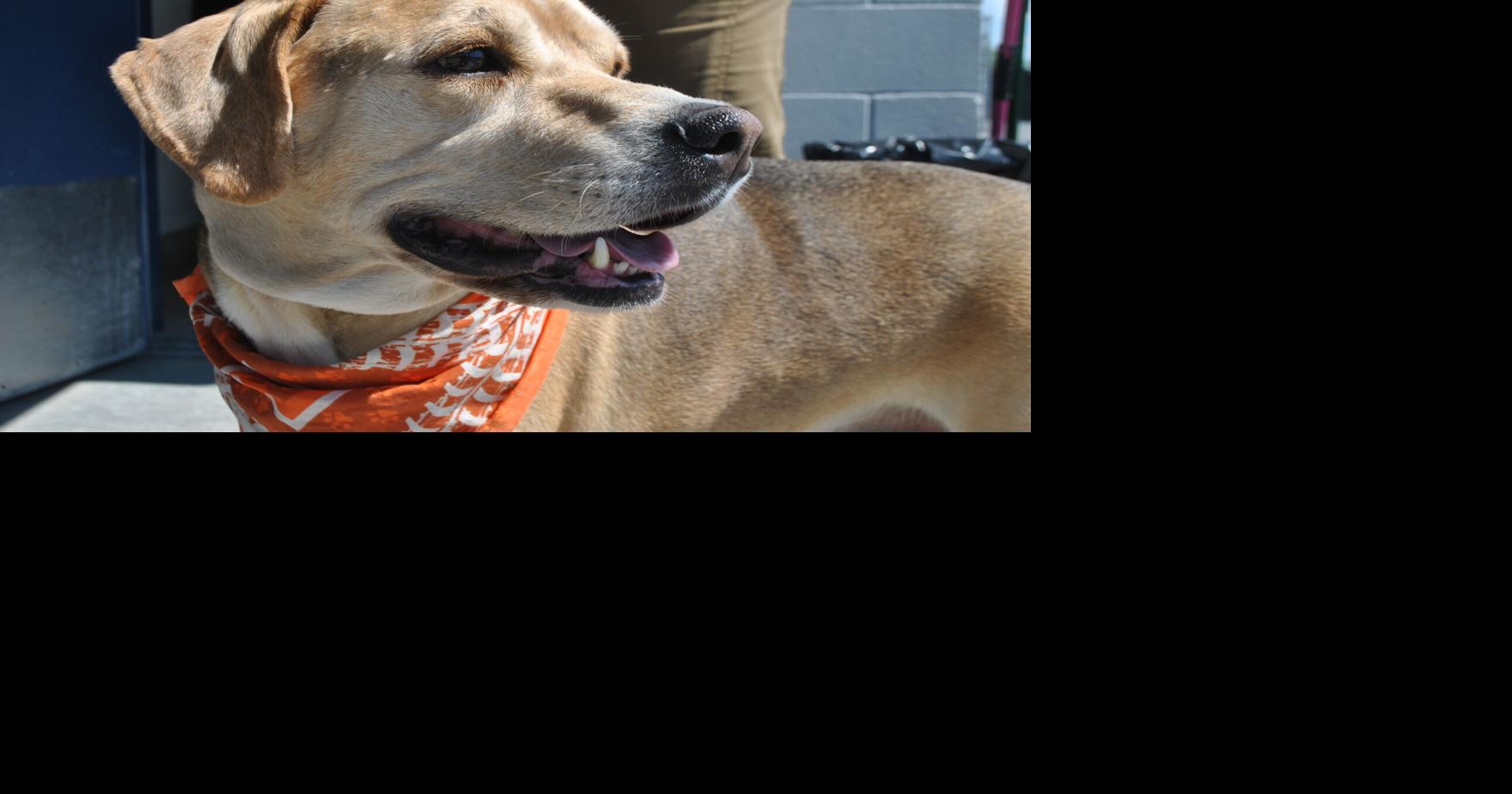 Lex County microchipping mandate could be a positive step