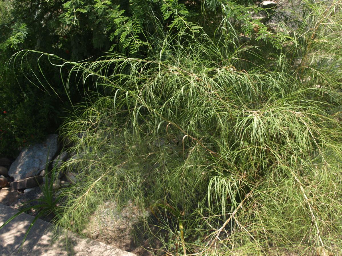 Plant ornamental grasses this spring for year-round interest | Home and ...