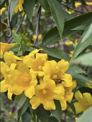 SC is a national leader in backyard wildlife habitats