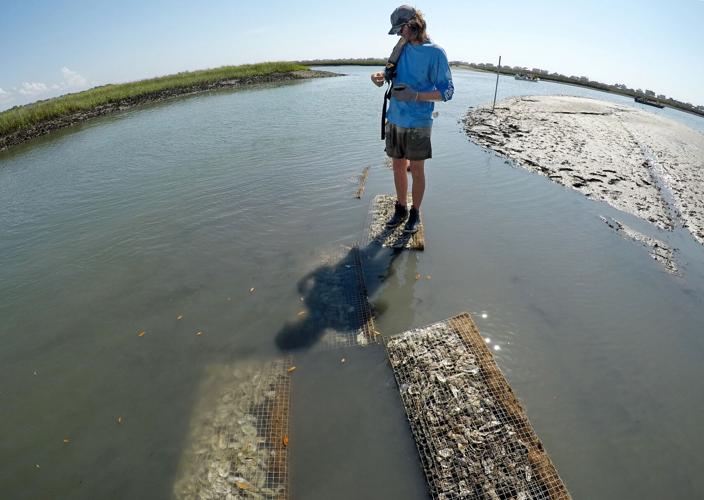 New Murrells Inlet oyster reef