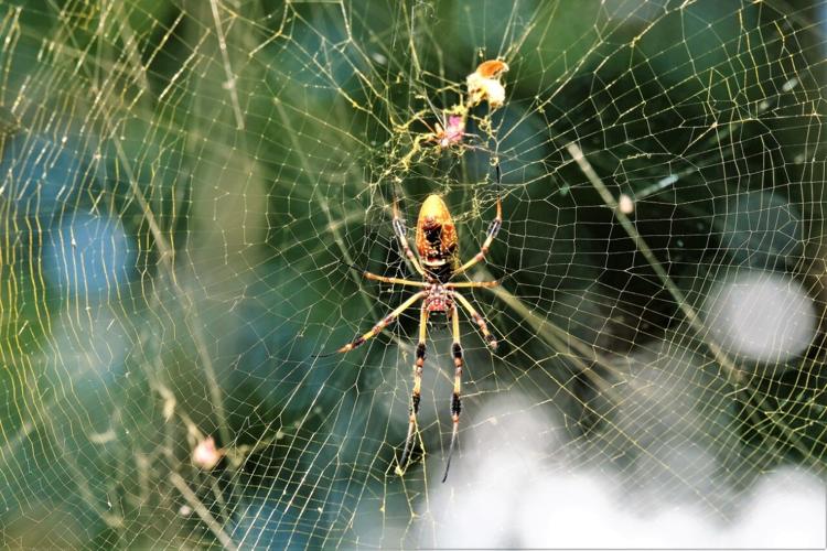 Reader photos: Spiderwebs | Features | postandcourier.com