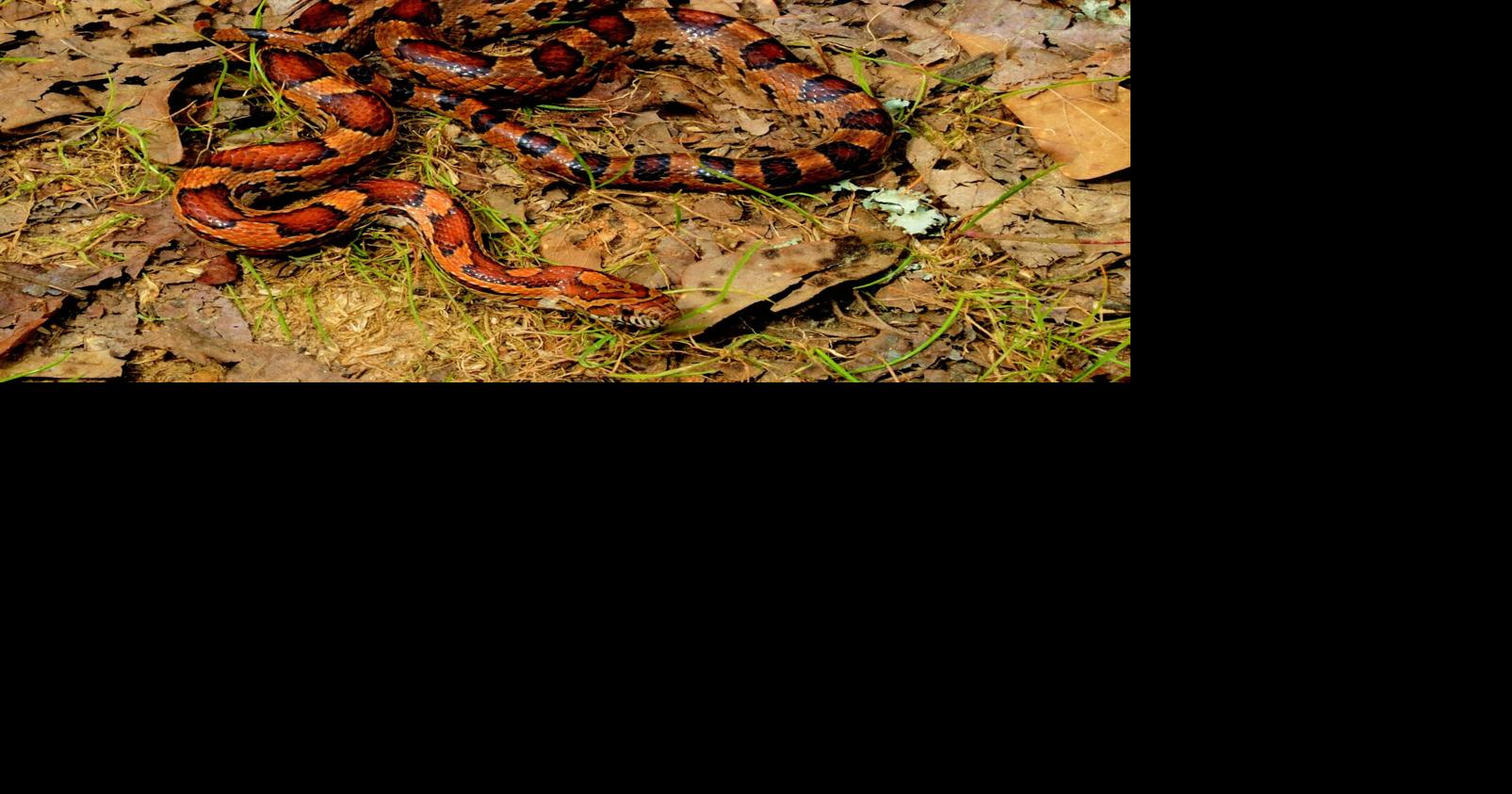 ECOVIEWS: Corn snakes make colorful windshield wipers