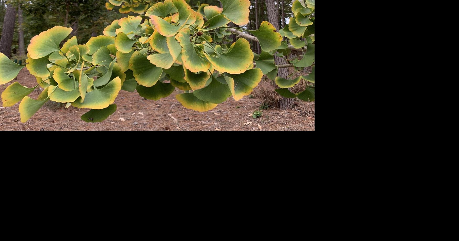 The curious phenomenon of the ginkgo tree