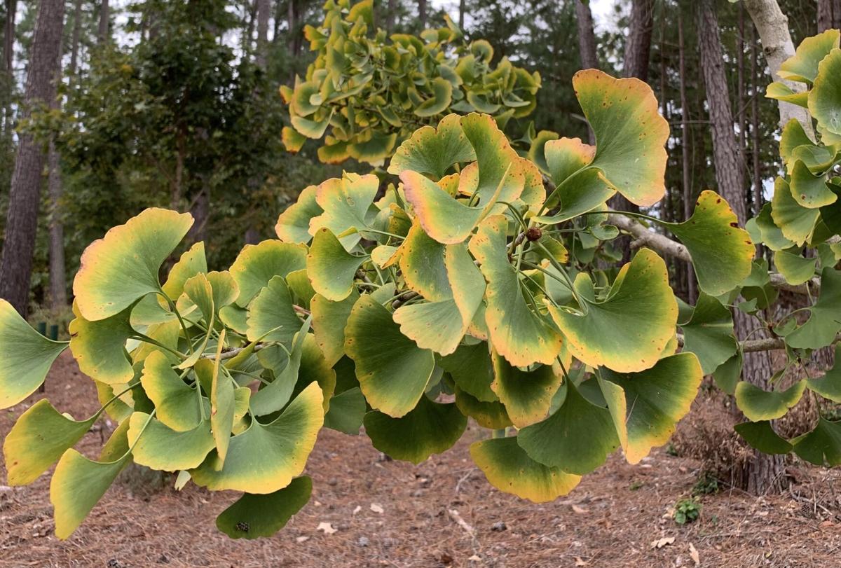 ginkgo tree description