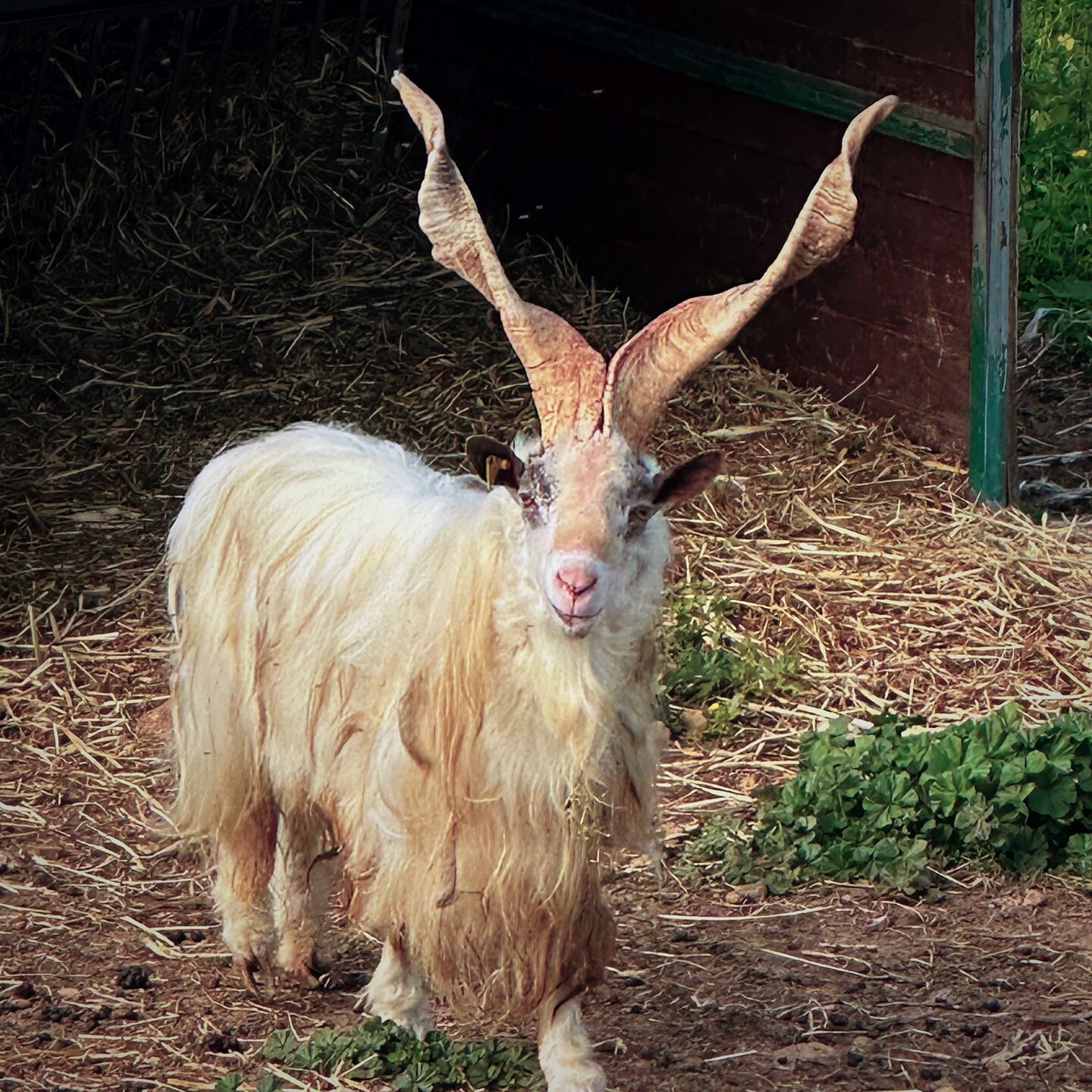 Forest Acres SC moves to allow goats for prescribed grazing