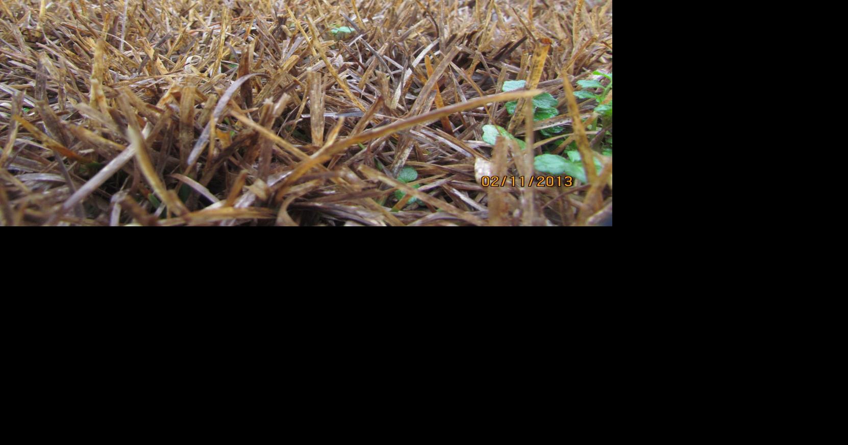 Good advice for how to get your grass growing | Features ...