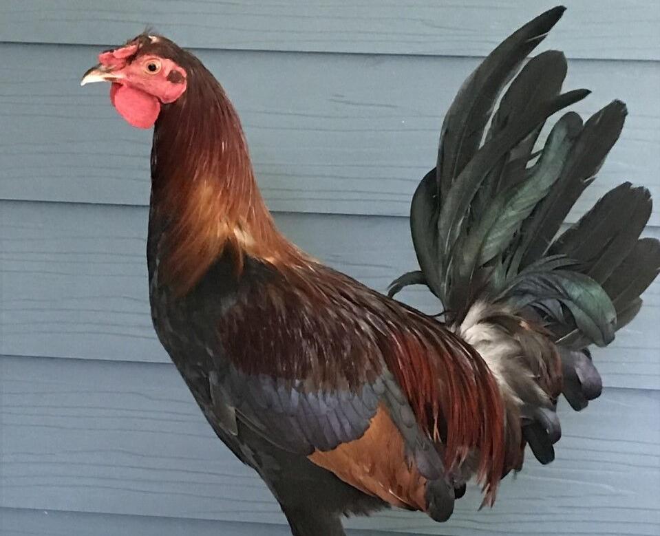 Sir Big Spur returns: Gamecocks live rooster mascot has name restored