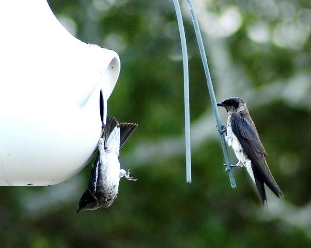 Purple Martins Majesty