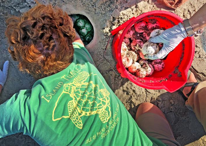 Two students helped spur turtle patrols that led to loggerhead sea ...