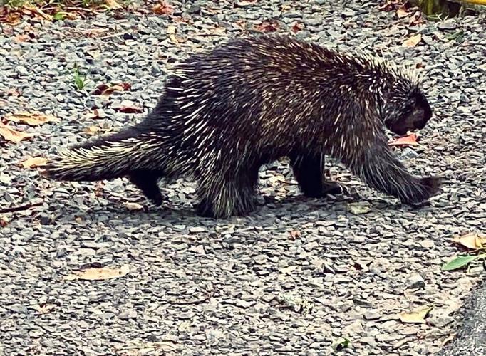 Reader photos: Rodents of unusual size