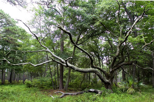 Botany Bay Plantation