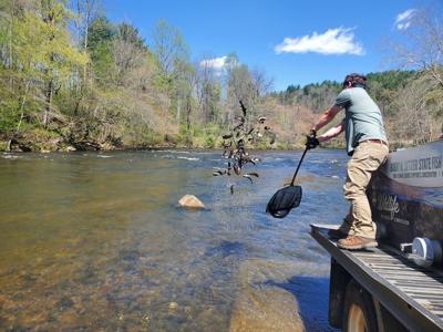 Trout waters assessment underway in North Carolina
