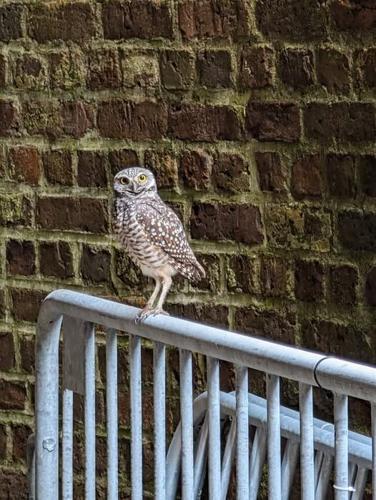 Rare burrowing owl calls Charleston harbor, Fort Sumter home