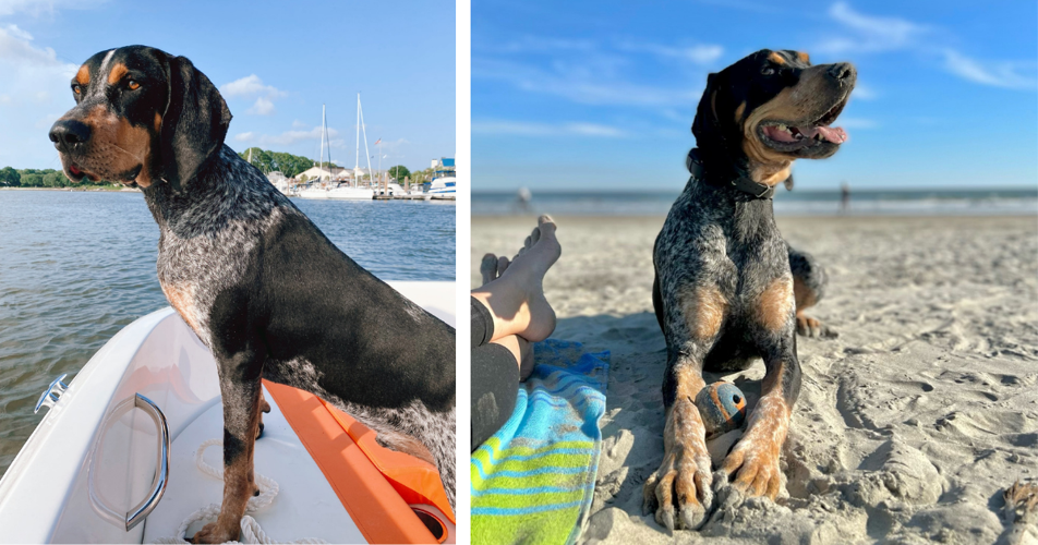 Grover the Bluetick proves that a dog's life in the Lowcountry is ...
