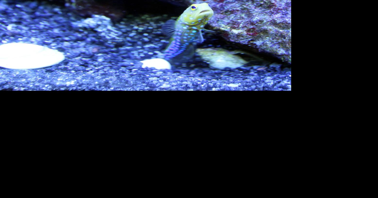 Fish tanks fun for whole family Aquariums in home can be educational