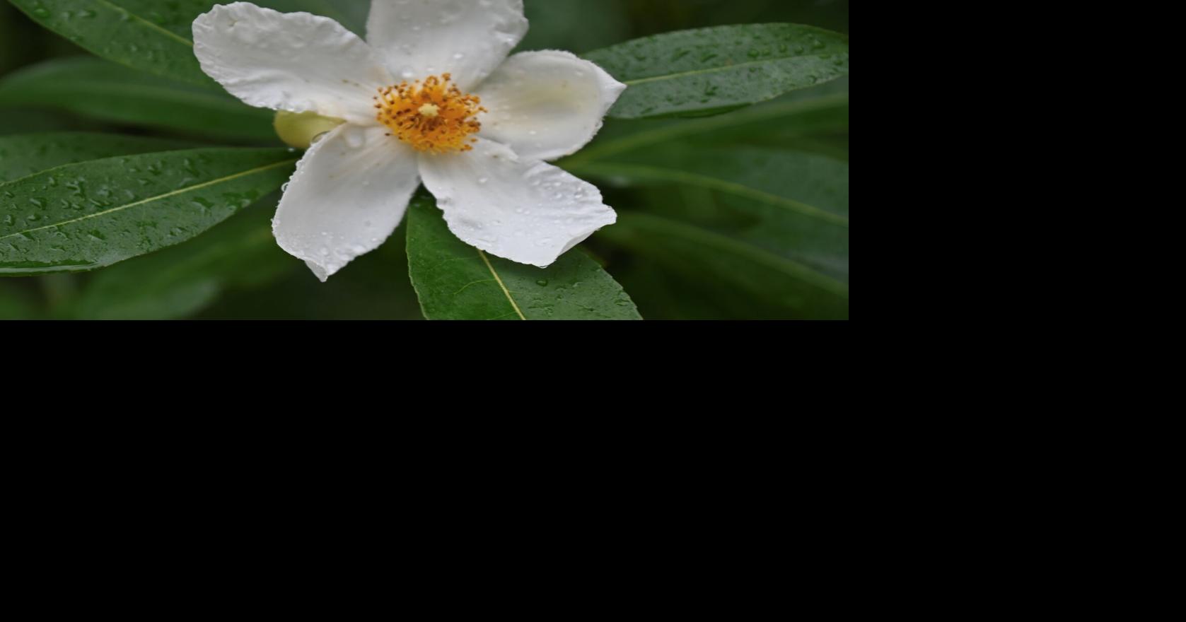 The unusual and unique Franklin tree